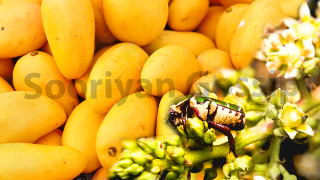 மாம்பழத்துக்குள் வண்டு உயிர் வாழ்வது எப்படி?: ஒரு சுவாரஸ்ய தகவல் - Bugs ...